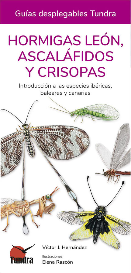Hormigas león, ascaláfidos y crisopas libro de Aavv